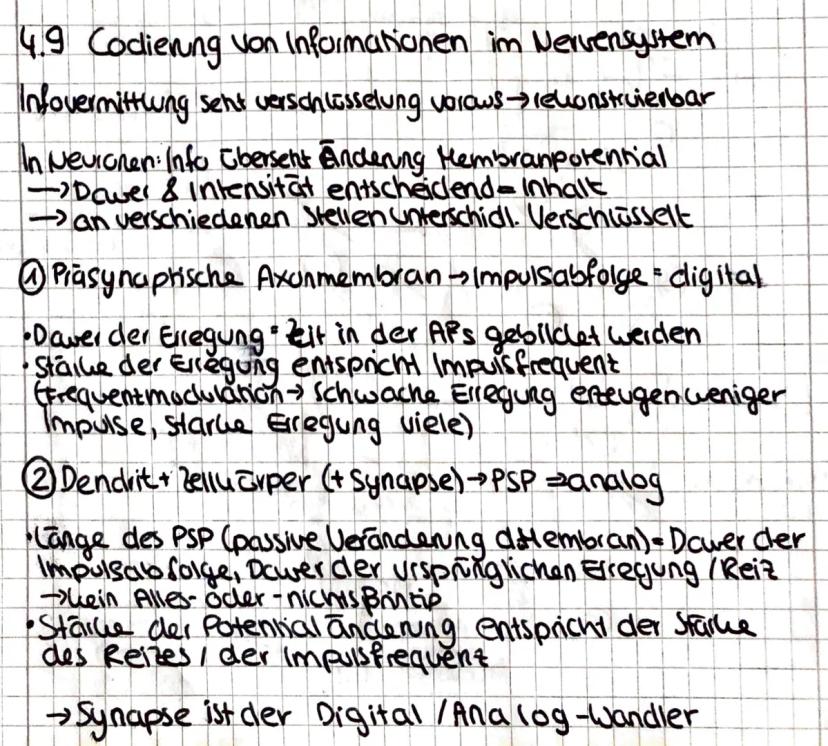 Einfach erklärt: Wie das Nervensystem Informationen codiert: Digitale ...