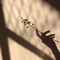 Einfach erklärt: Rudimente und Atavismen: Beispiele und Definitionen ...