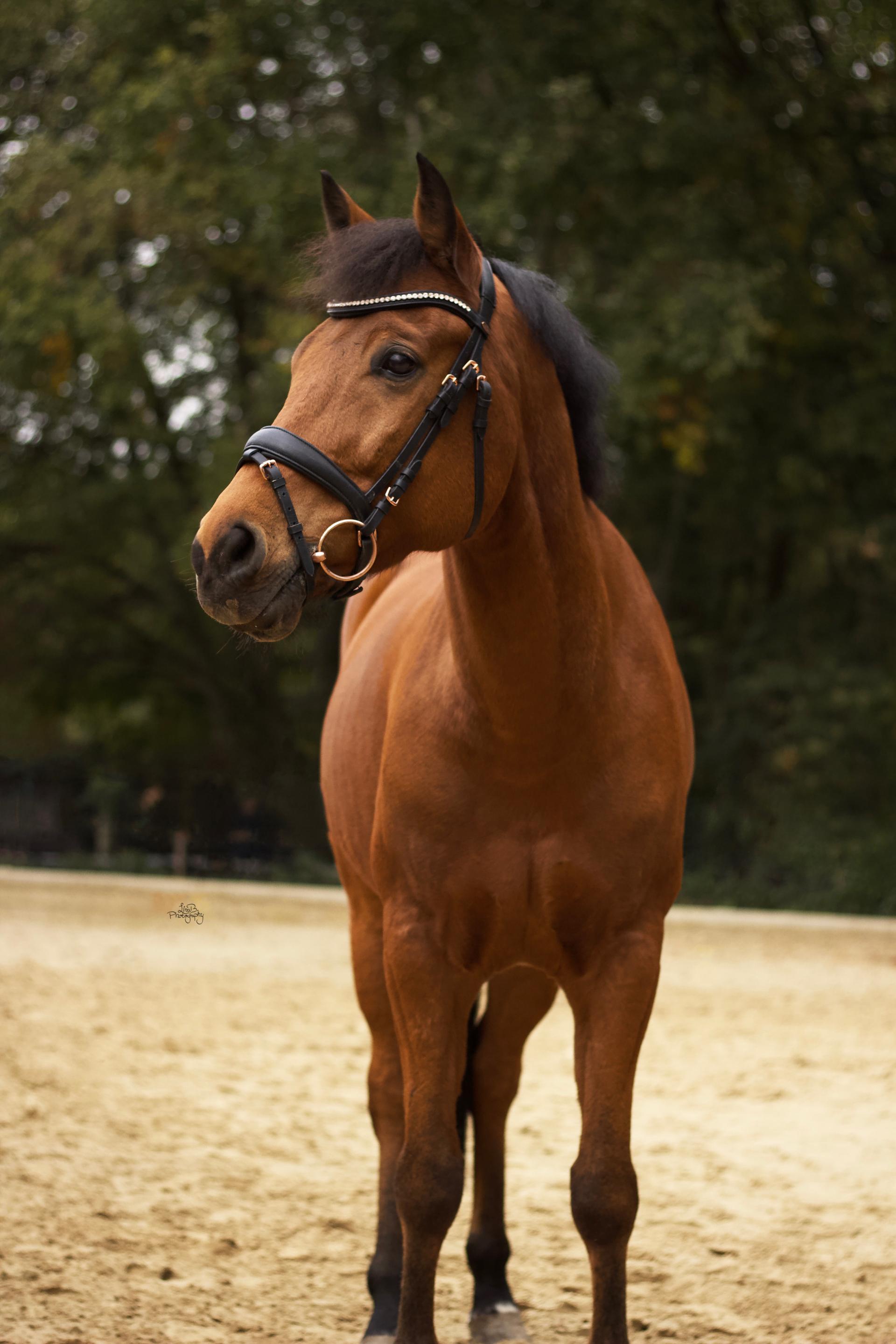 Venir de faire und Être en train de faire: Einfache Beispiele und ...